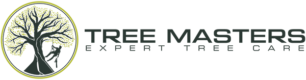 About Us - Tree Masters